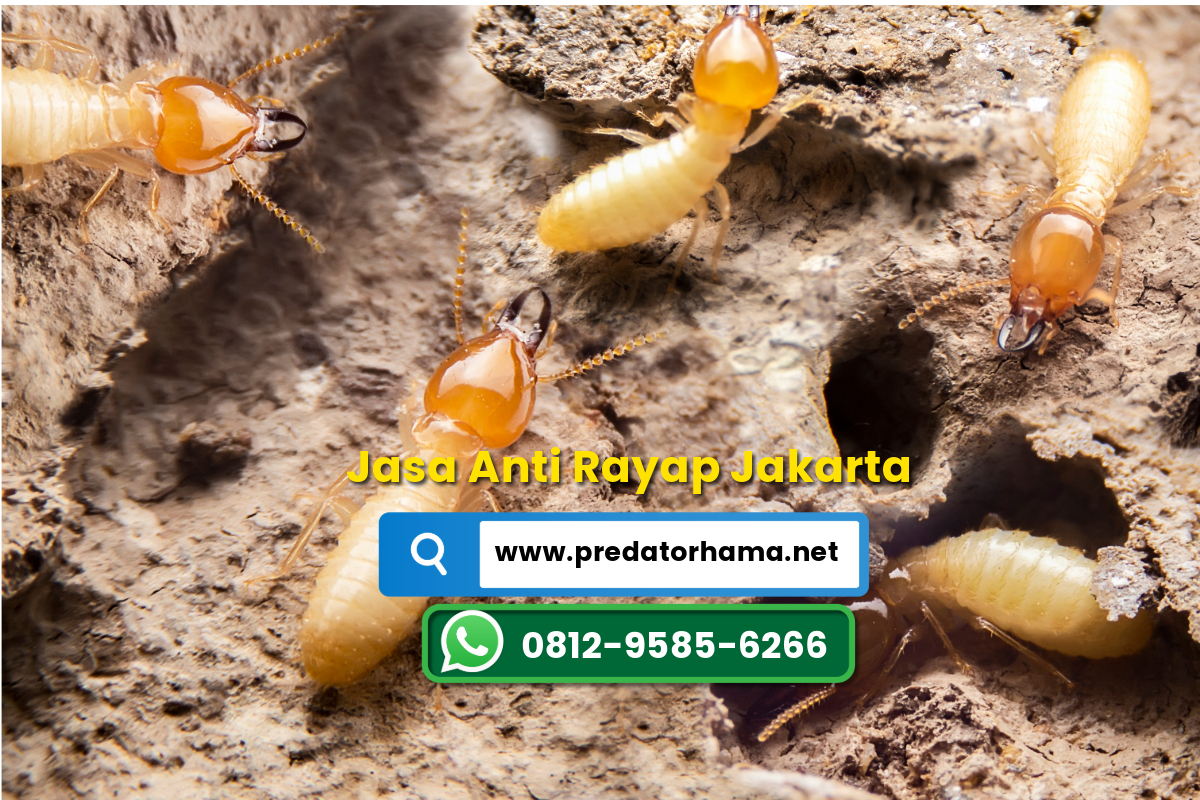 Jasa Anti Rayap Terbaik di Jakarta Langsung WA 081295856266